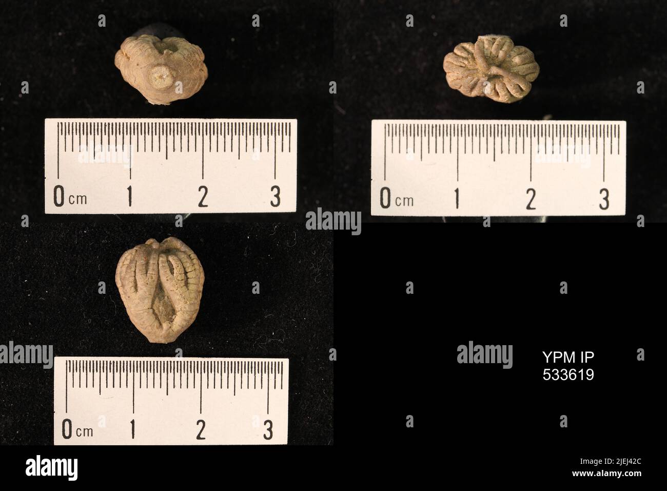 Taxocrinus hi-res stock photography and images - Alamy