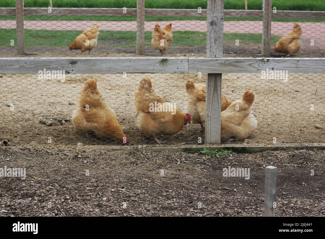 Free range chickens roaming the farm yard Stock Photo - Alamy