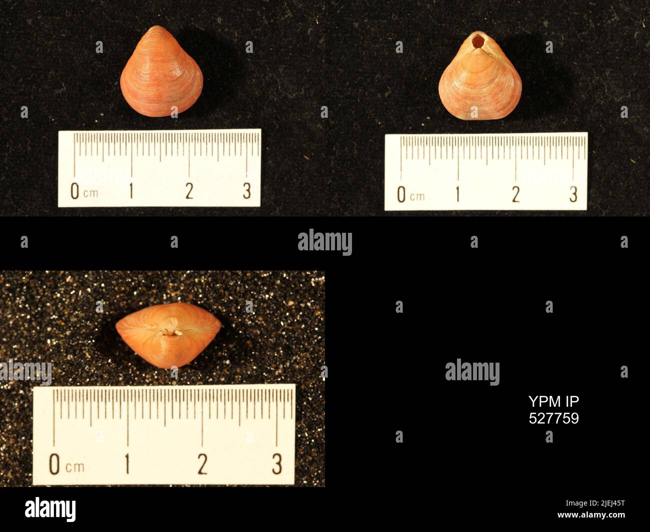 Terebratella inconspicua animalia hi-res stock photography and images ...