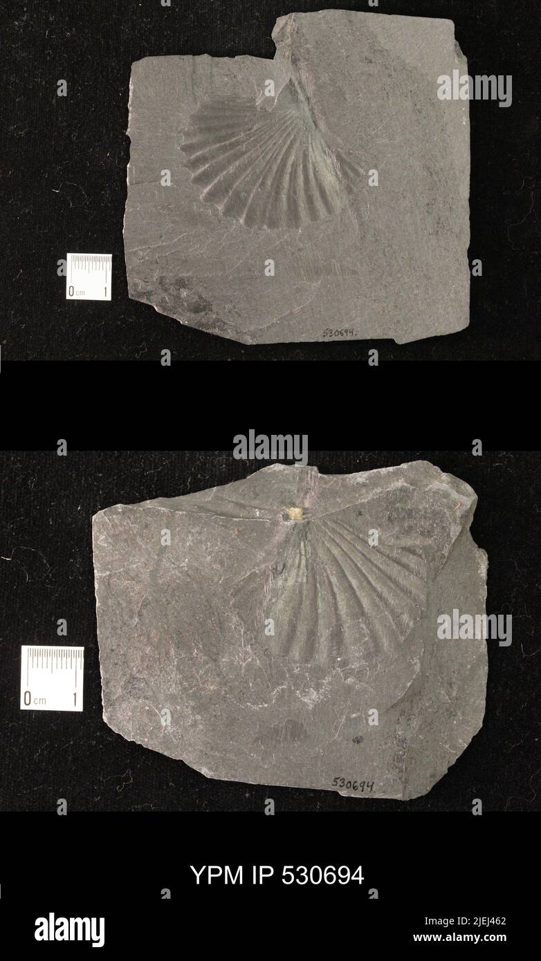 Praecar hi-res stock photography and images - Alamy