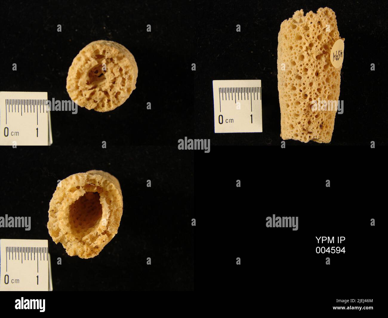 Angustata hi-res stock photography and images - Alamy