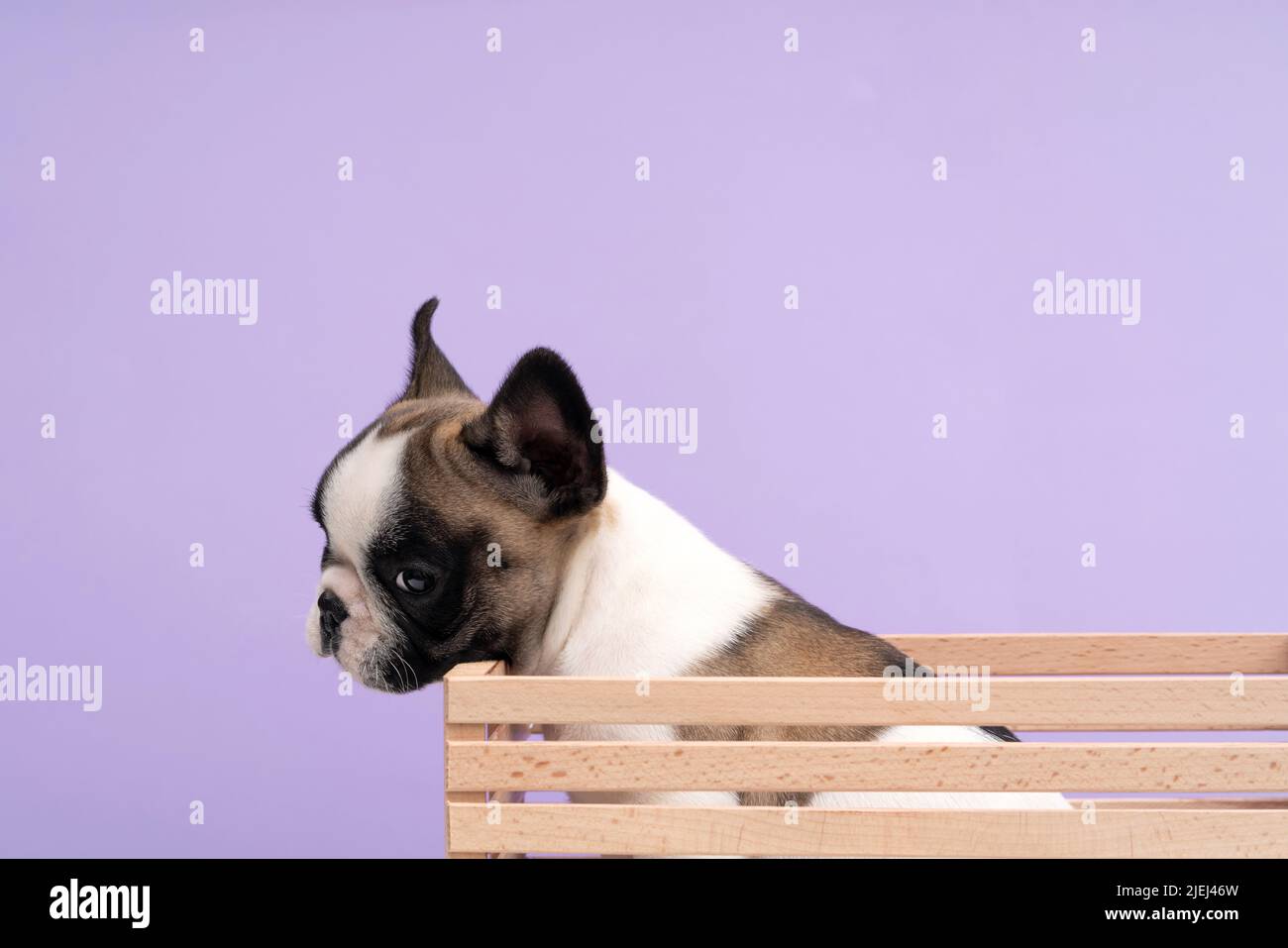 French bulldog puppy sits in a wooden box on a purple background Stock ...