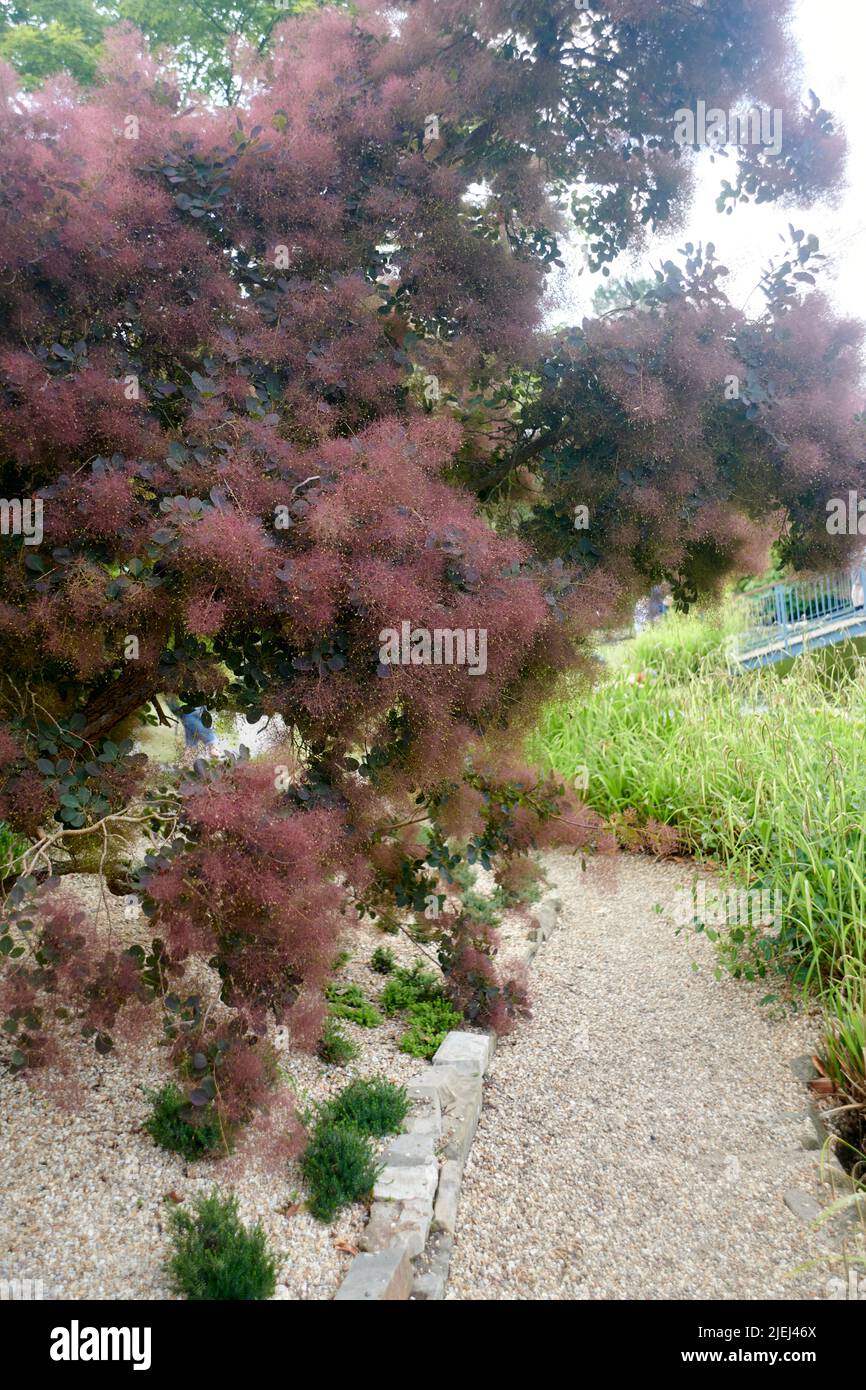 European smoke tree (Cotinus coggygria) during the summer in East ...