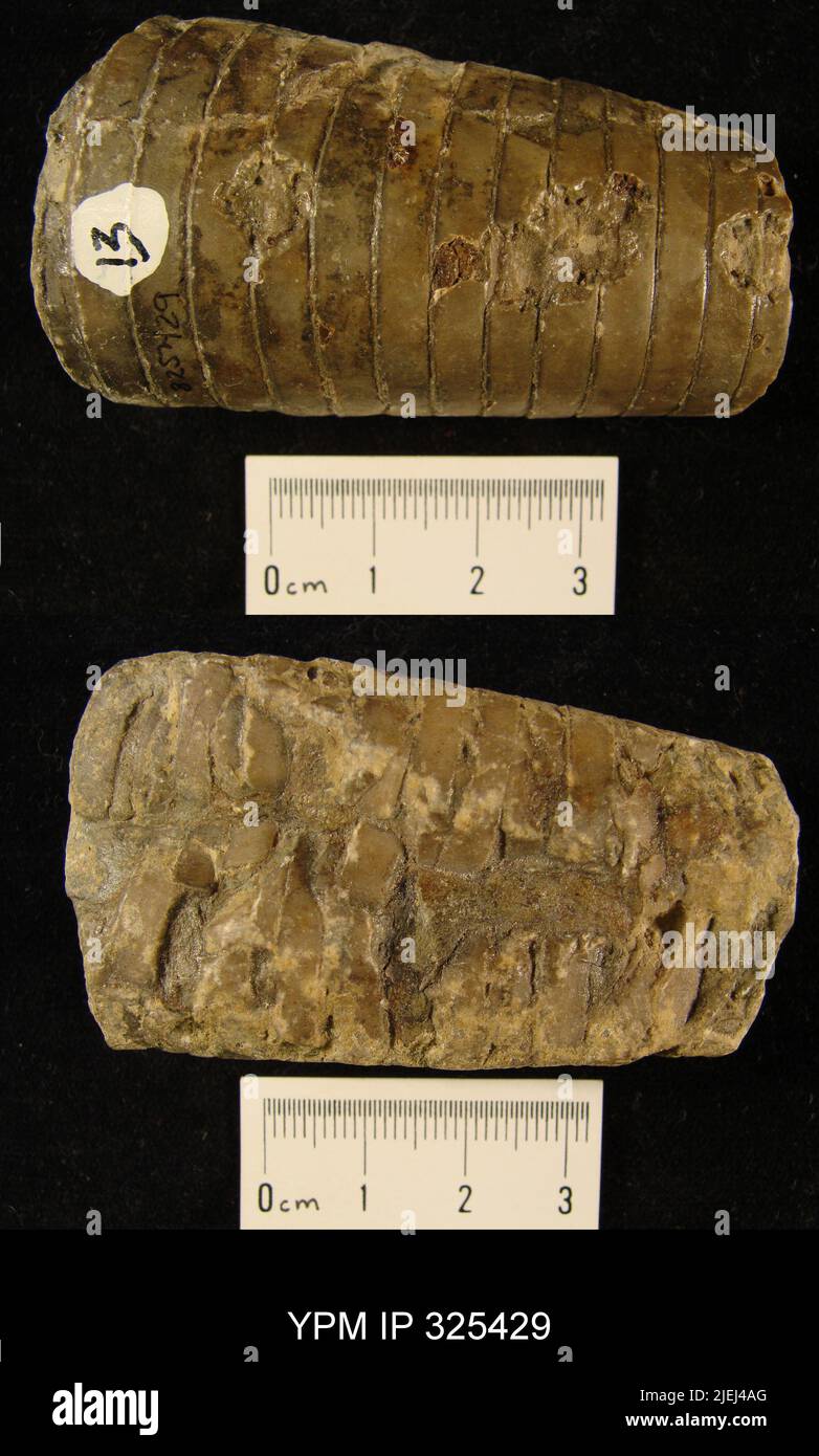 Orthoceras molluscs fossils hi-res stock photography and images - Alamy