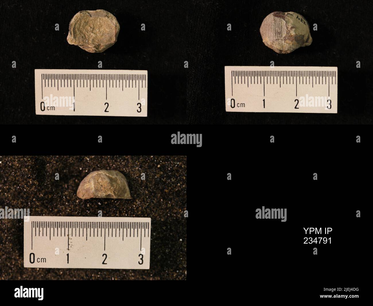 Marginifera splendens Norwood & Pratten Stock Photo - Alamy