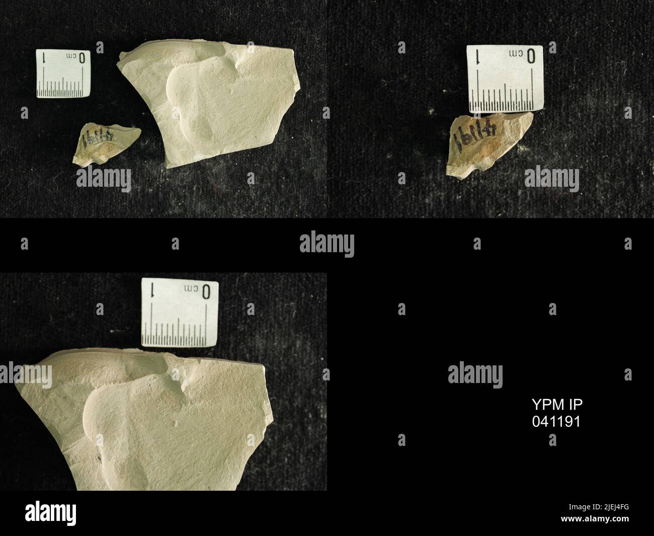 Coleoptera. IPC.01722: Utah. Uintah County. Bonanza. beds of Green ...