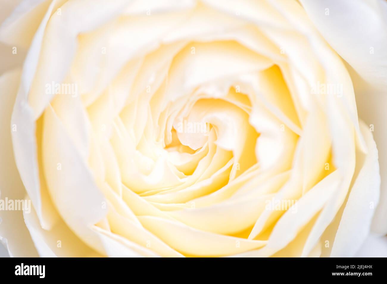 Macro shot of garden rose Stock Photo - Alamy