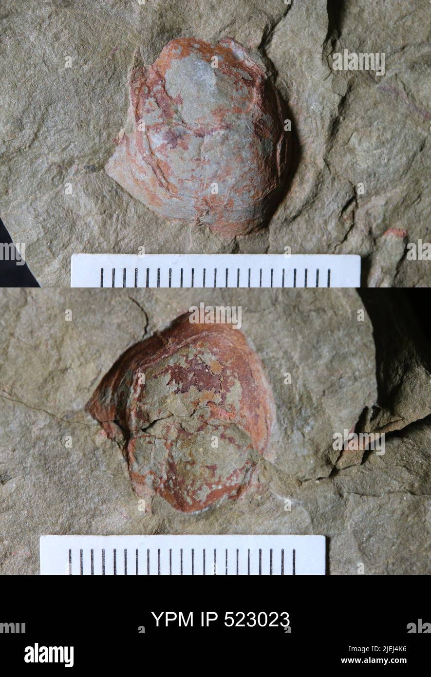 Such as the monoplacophora hi-res stock photography and images - Alamy