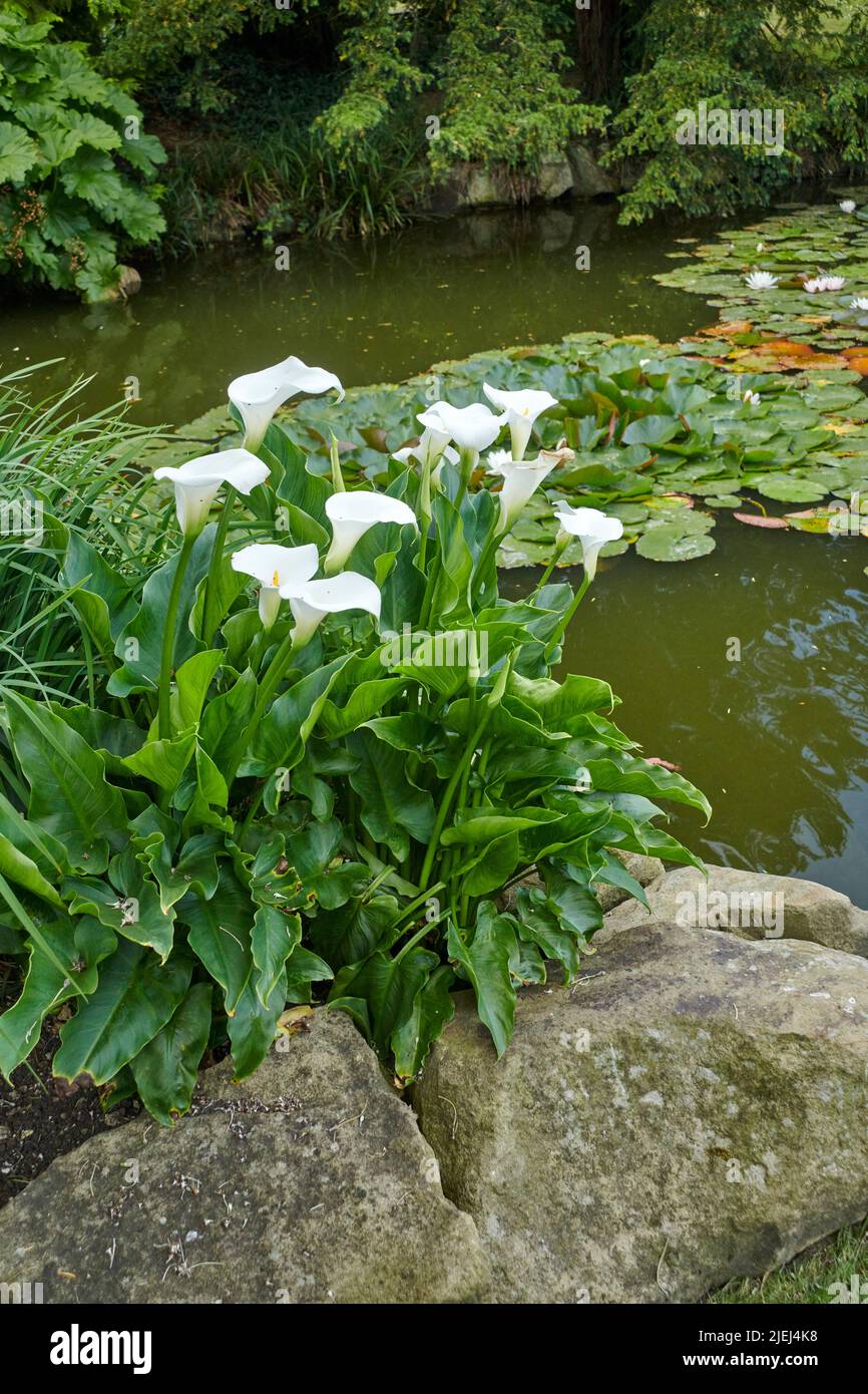 Zantedeschia aethiopica growing hi-res stock photography and images - Alamy