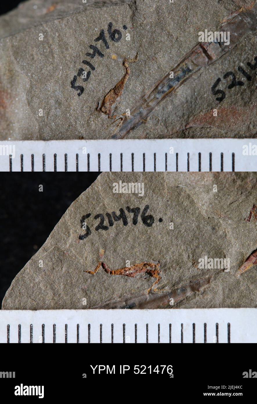 Eocrinoidea hi-res stock photography and images - Alamy