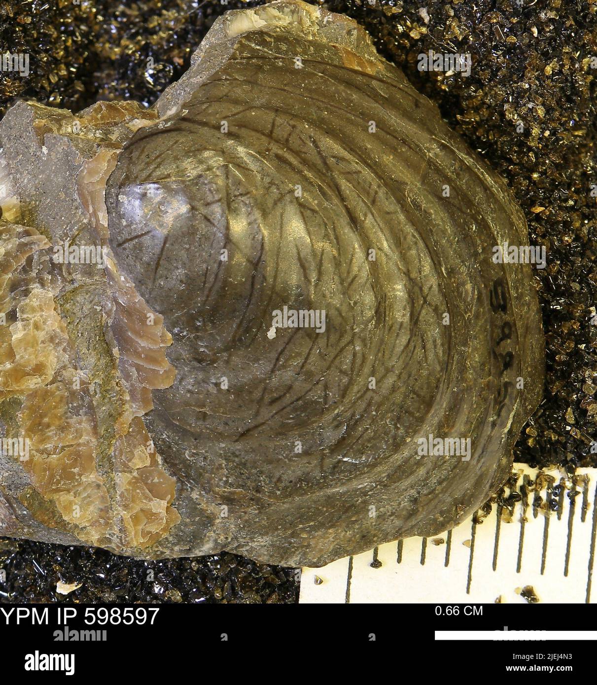 Structures of marine mollusks hi-res stock photography and images - Alamy