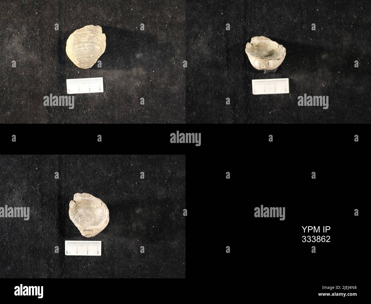 Echinoconchus punctatus martin hi-res stock photography and images - Alamy