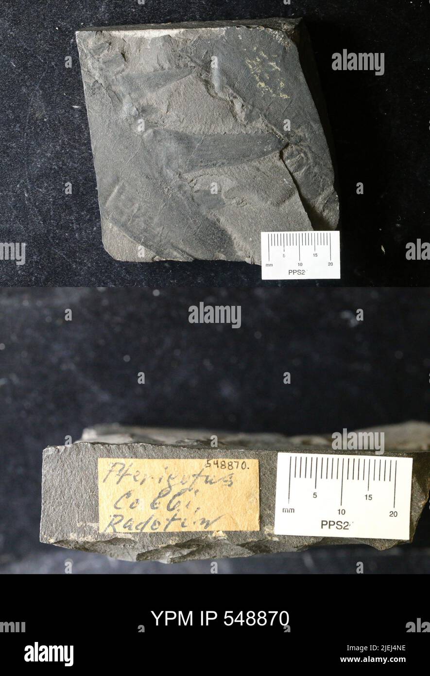 Pterygotus sp animalia hi-res stock photography and images - Alamy