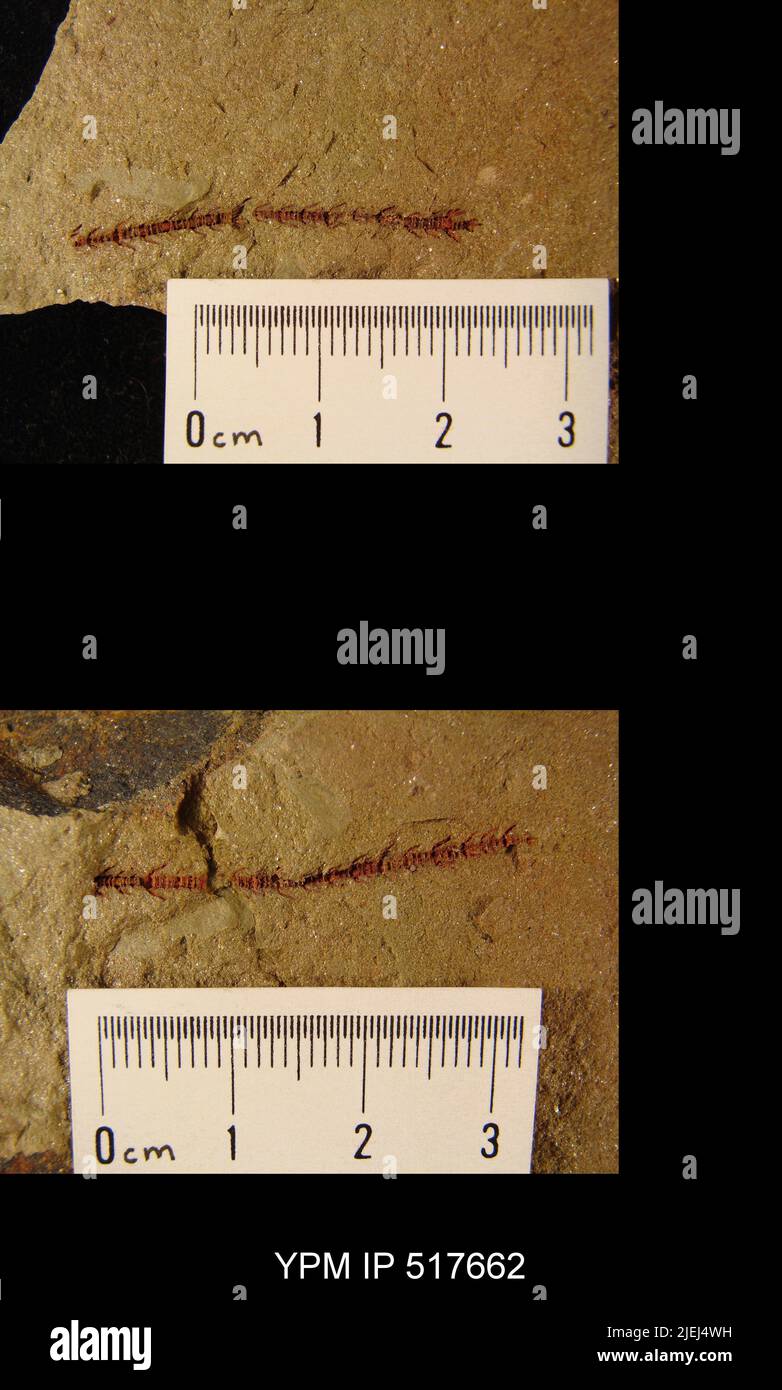 Eocrinoidea hi-res stock photography and images - Alamy
