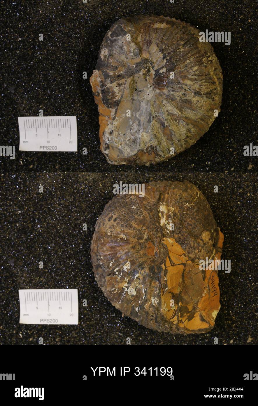 Scaphites depressus reeside hi-res stock photography and images - Alamy