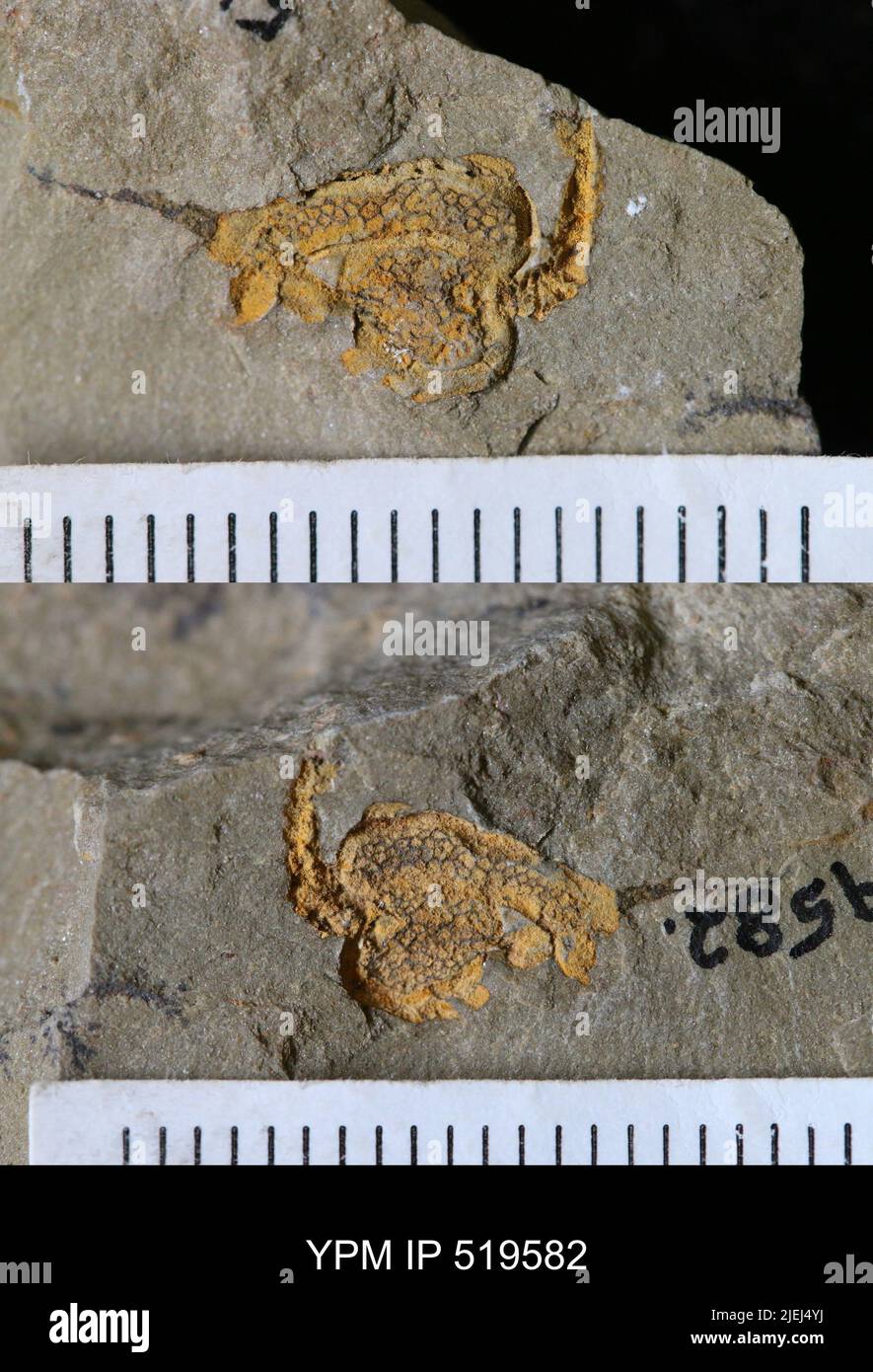 Undet stylophora animalia hi-res stock photography and images - Alamy