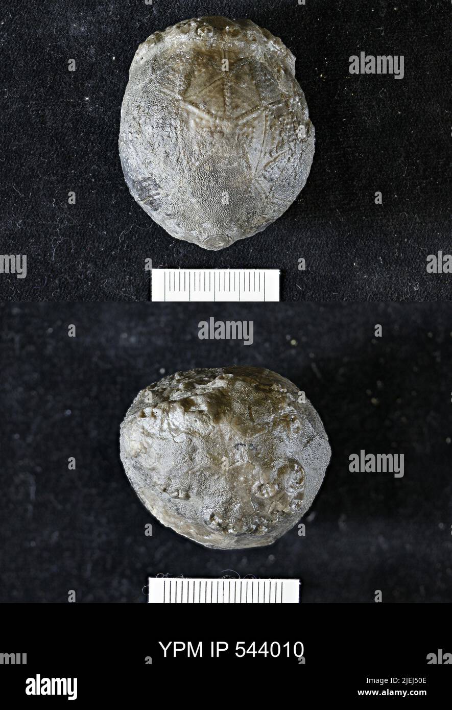 Caryocrinites ornatus hi-res stock photography and images - Alamy