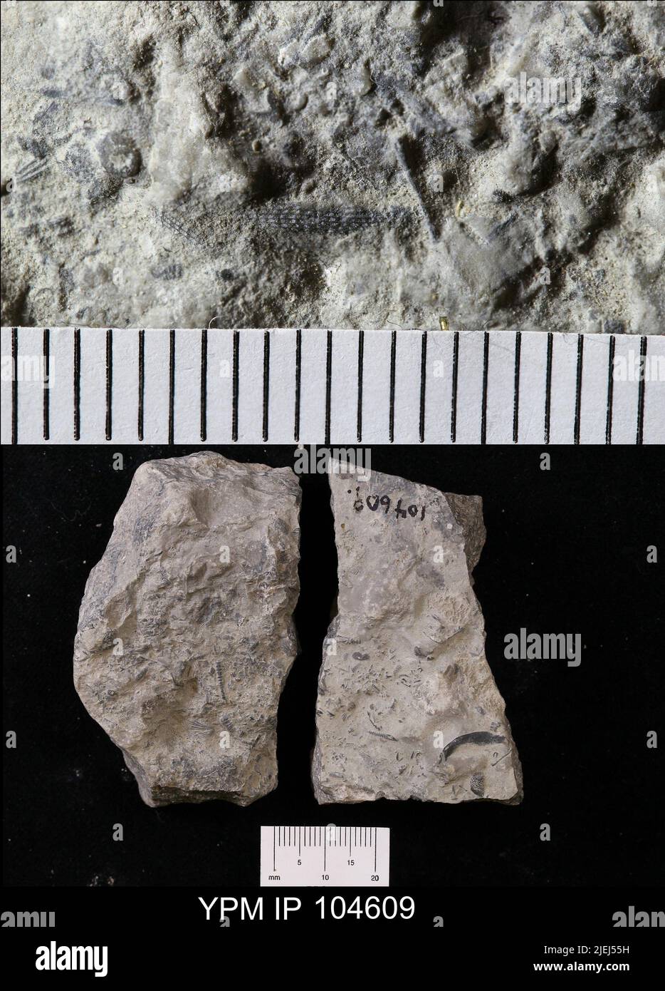 Phaenopora ensiformis Hall, 1852 Stock Photo - Alamy