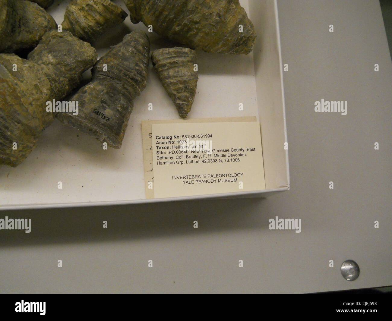 Heliophyllum hi-res stock photography and images - Alamy