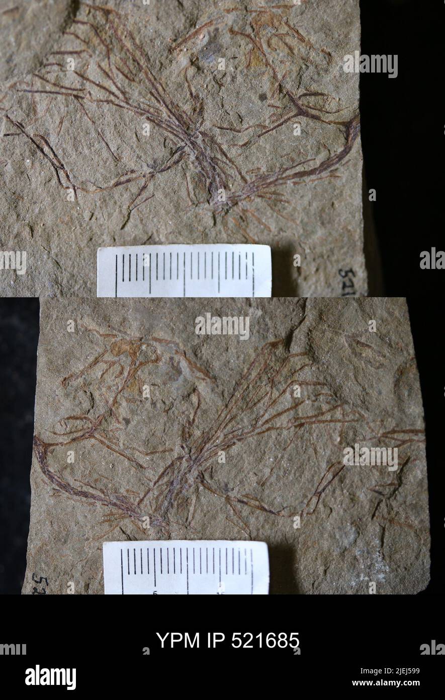 Graptolithina hi-res stock photography and images - Alamy