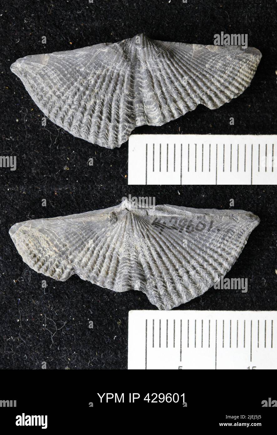 Mucrospirifer thedfordensis Shimer & Grabau, 1902 Stock Photo - Alamy