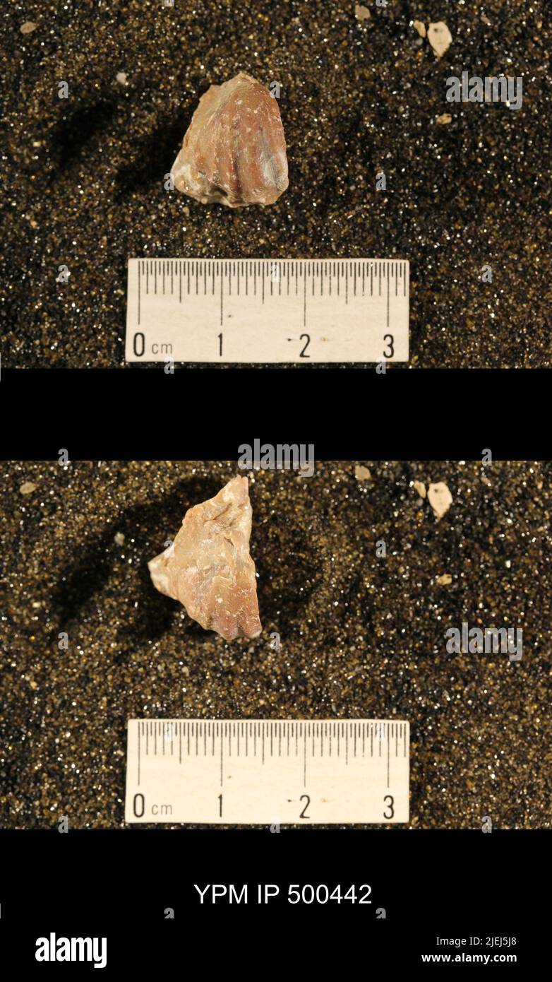 Enteletes plummeri king animalia hi-res stock photography and images ...