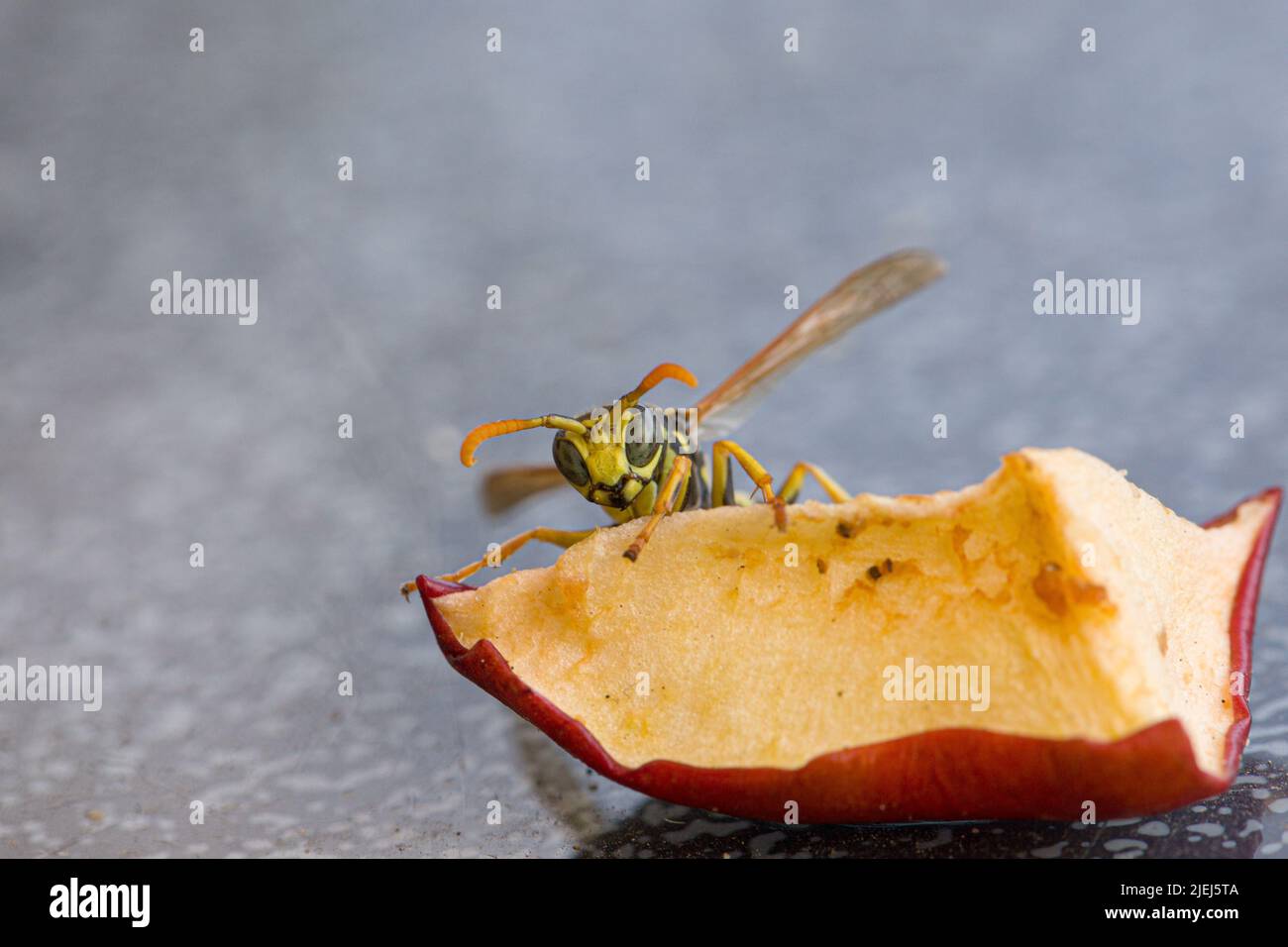 Apple sugar insect hi-res stock photography and images - Alamy