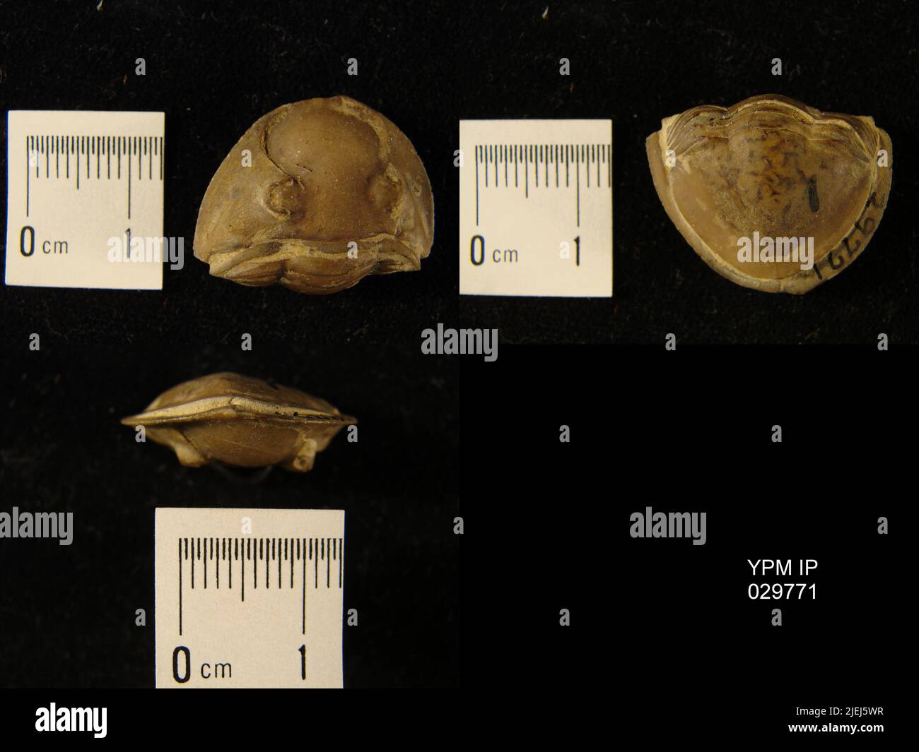 Isotelus hi-res stock photography and images - Alamy