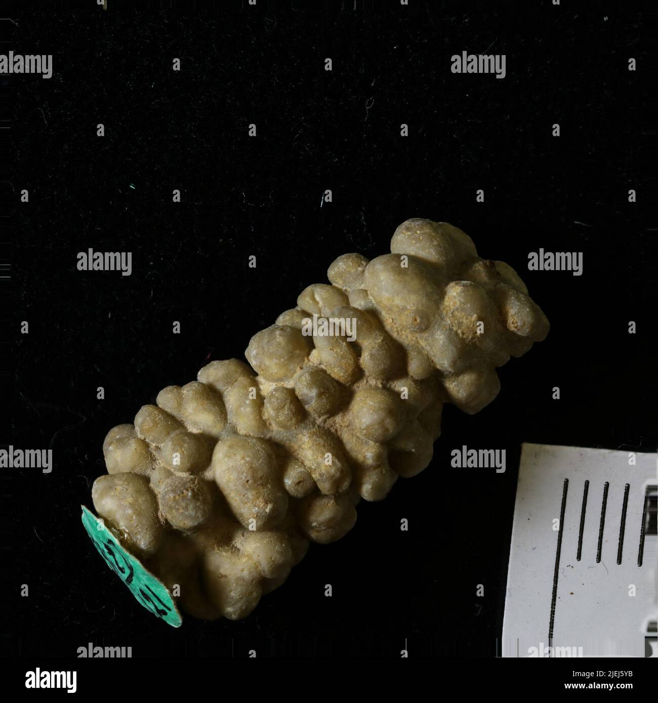 Callosus hi-res stock photography and images - Alamy