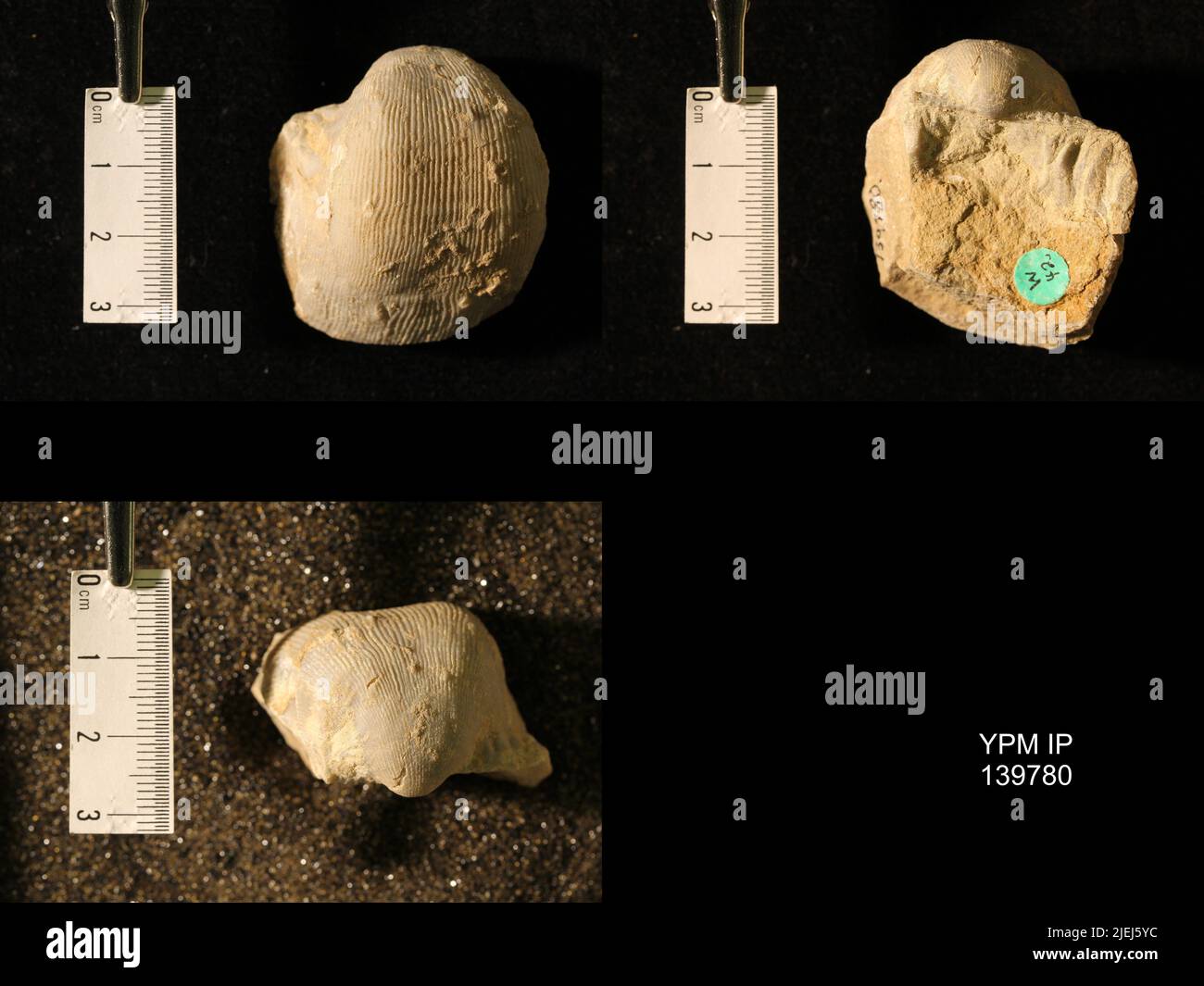 Productus (Linoproductus) lineatus Stock Photo - Alamy