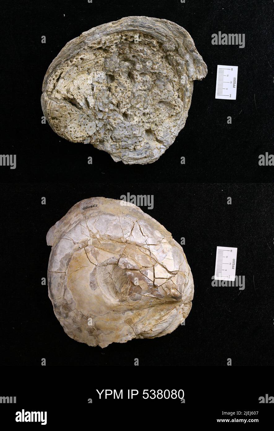 Exogyra ponderosa romer animalia hi-res stock photography and images ...