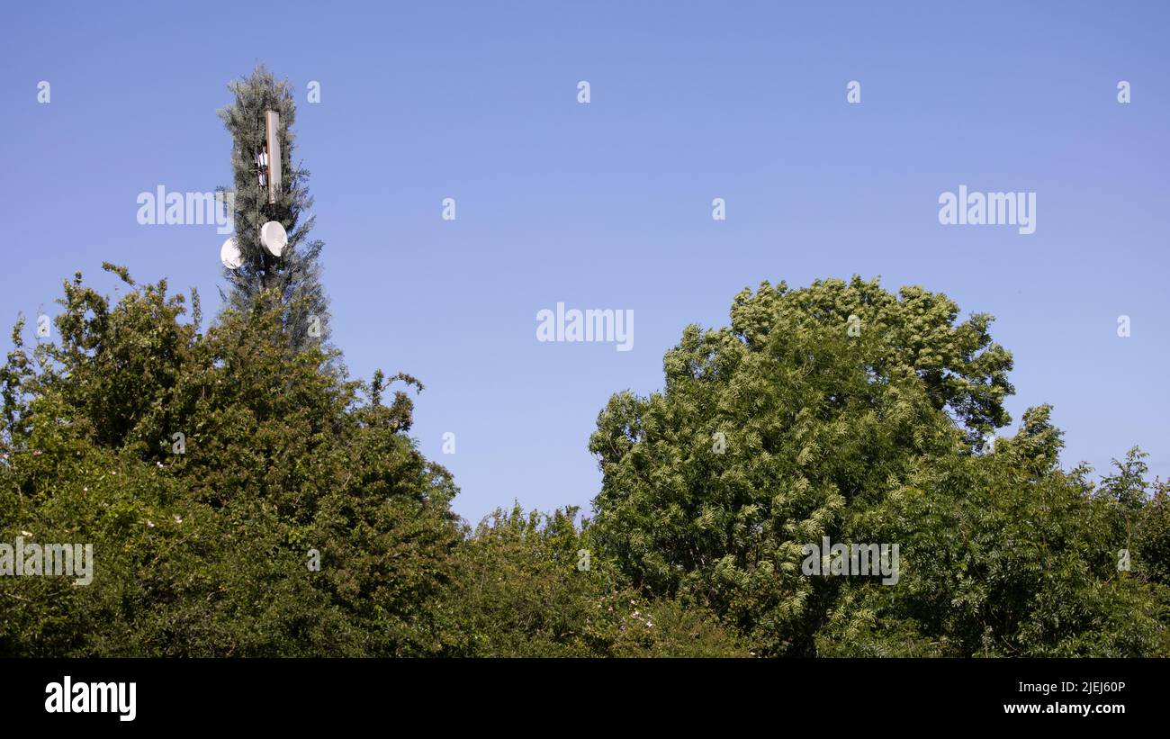 Mobile phone mast disguised as a tree hi-res stock photography and ...