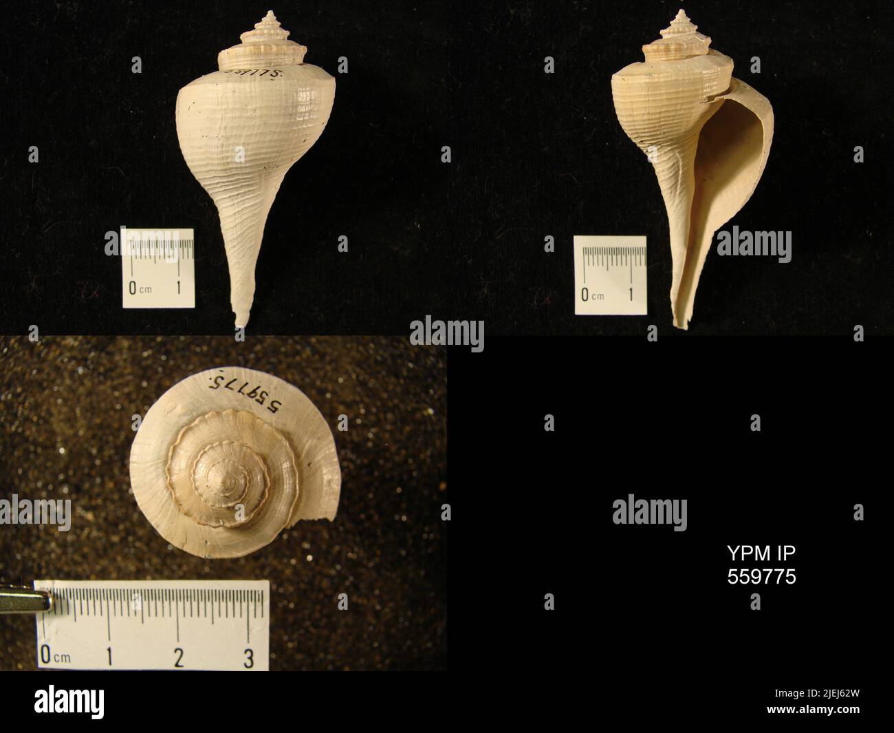 Busycon hi-res stock photography and images - Alamy