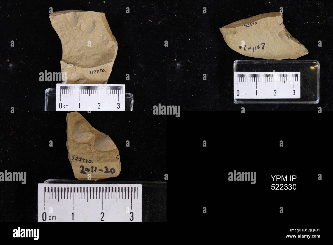 Such as the monoplacophora hi-res stock photography and images - Alamy