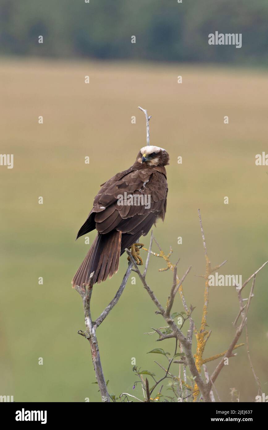 Marsh Harrier (Circus aeruginosus) perched female Norfolk GB UK June ...