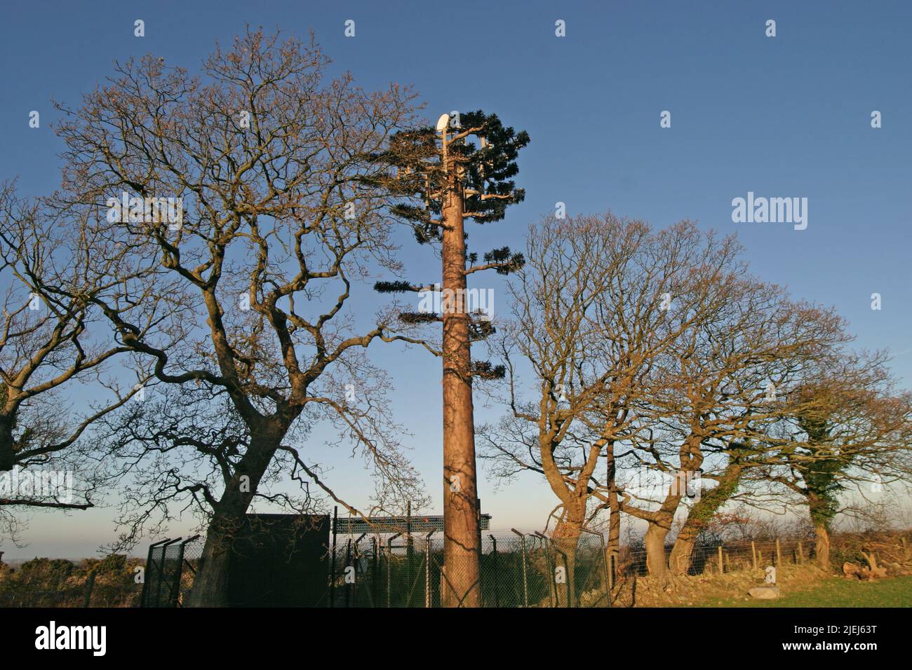 Mobile phone mast disguised as a tree between Bangor & Caernarfon ...