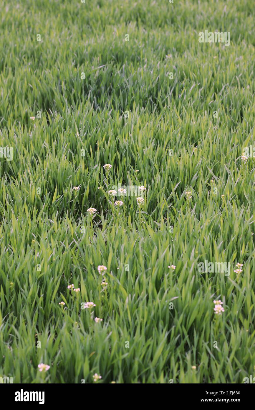 Grassy summer lawn overgrown with wild plants Stock Photo - Alamy