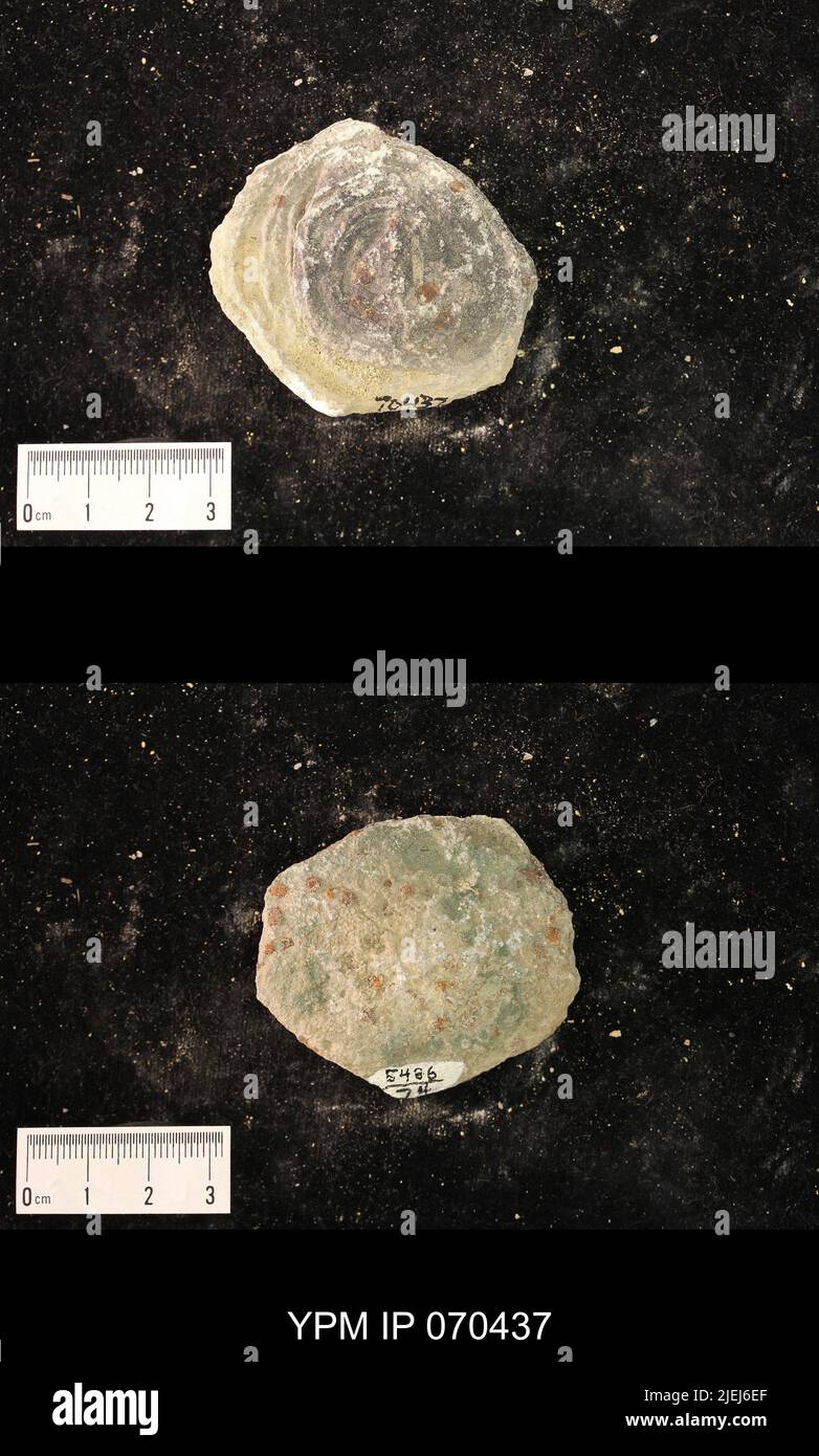 Heliolites hi-res stock photography and images - Alamy