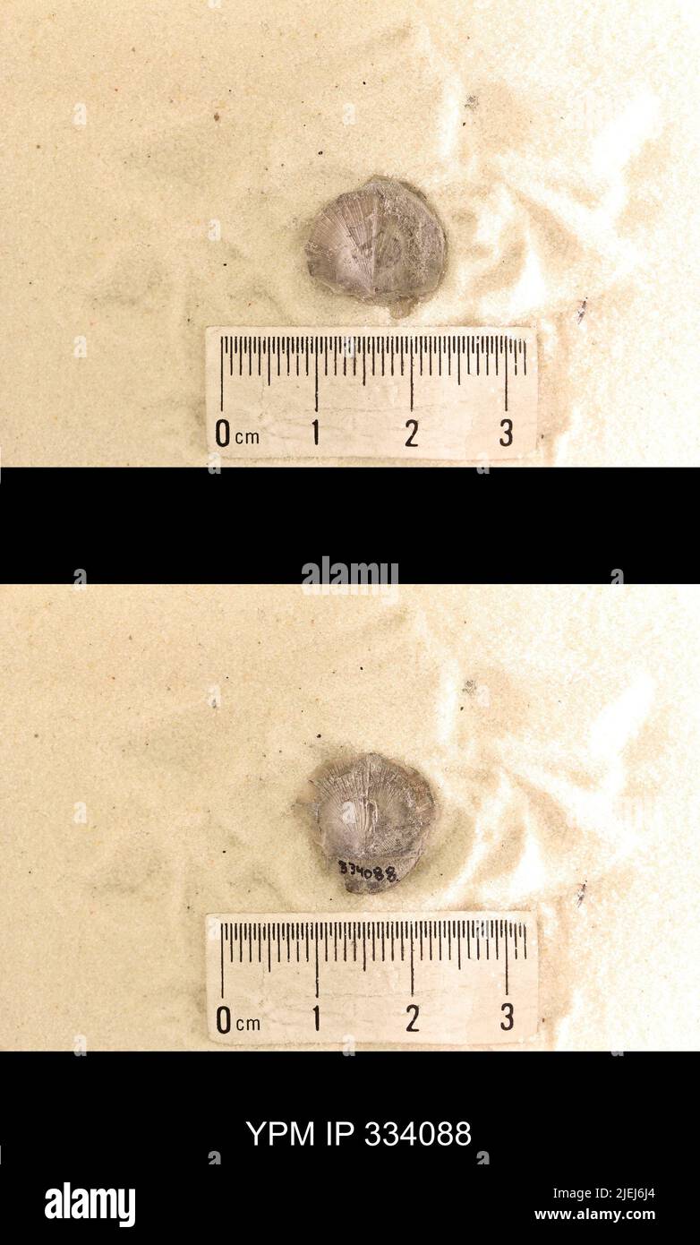 Rafinesquina squamula james hi-res stock photography and images - Alamy