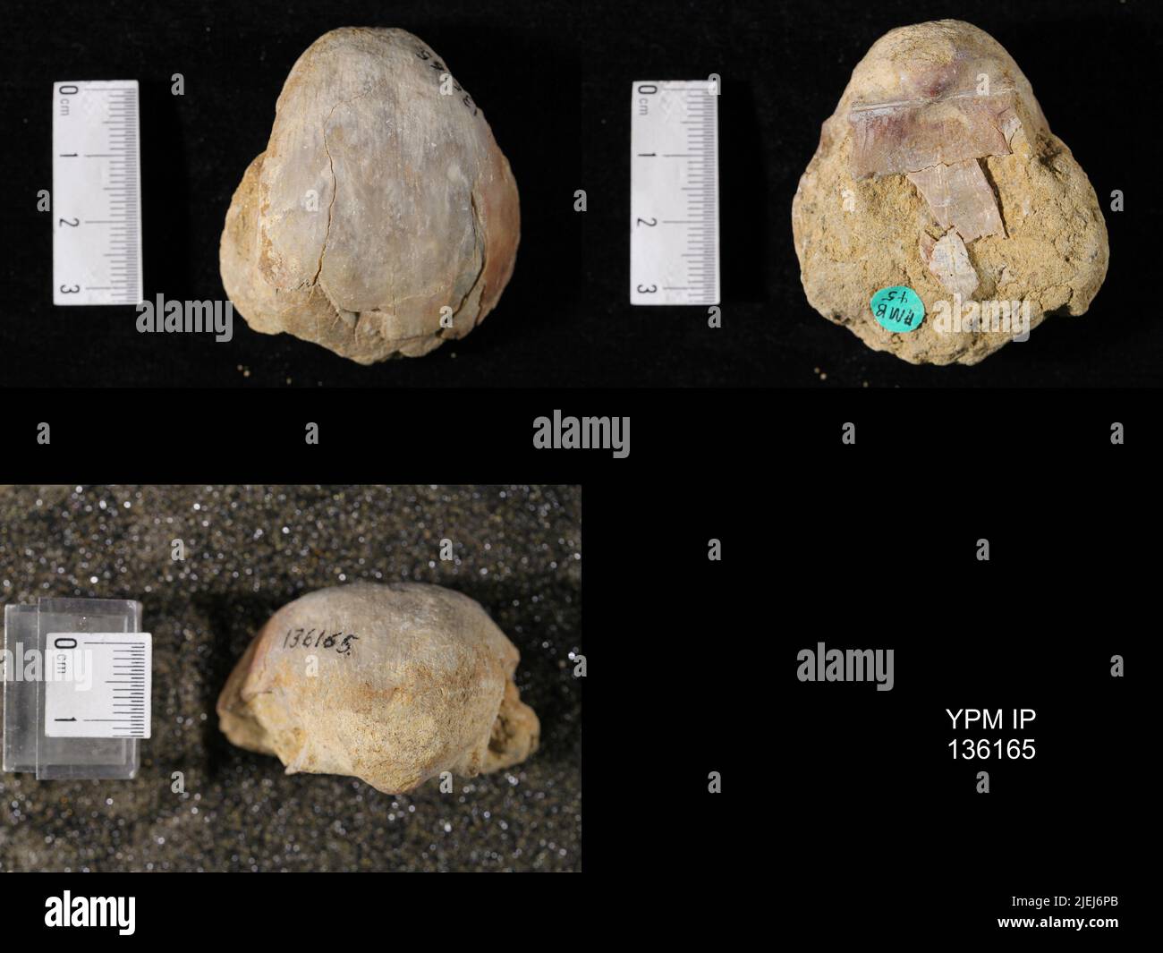 Productus (Linoproductus) lineatus Stock Photo - Alamy