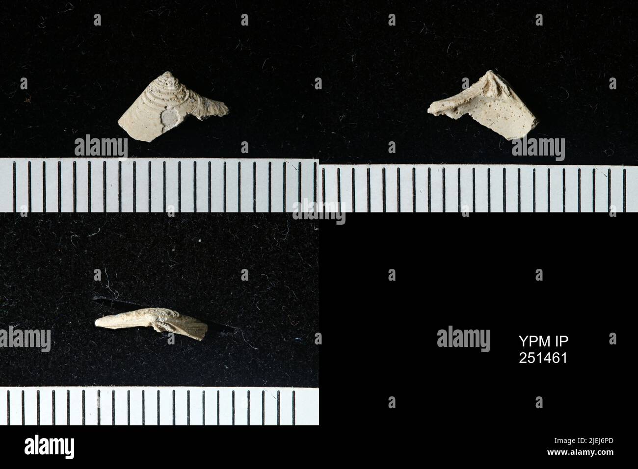 Astarte cuneiformis animalia hi-res stock photography and images - Alamy