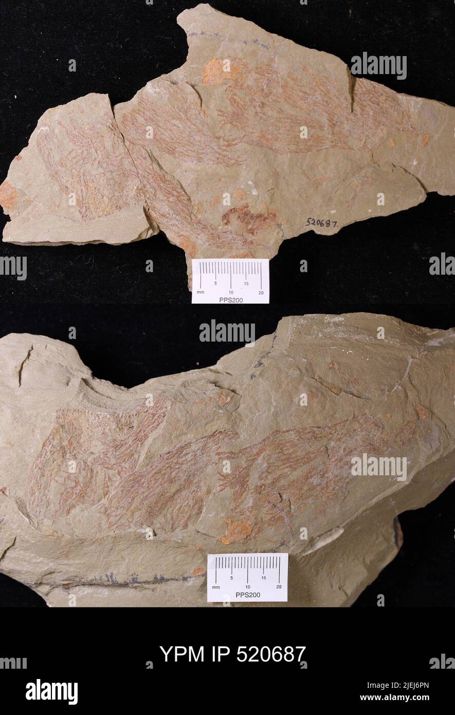 Graptolithina graptolites hi-res stock photography and images - Alamy