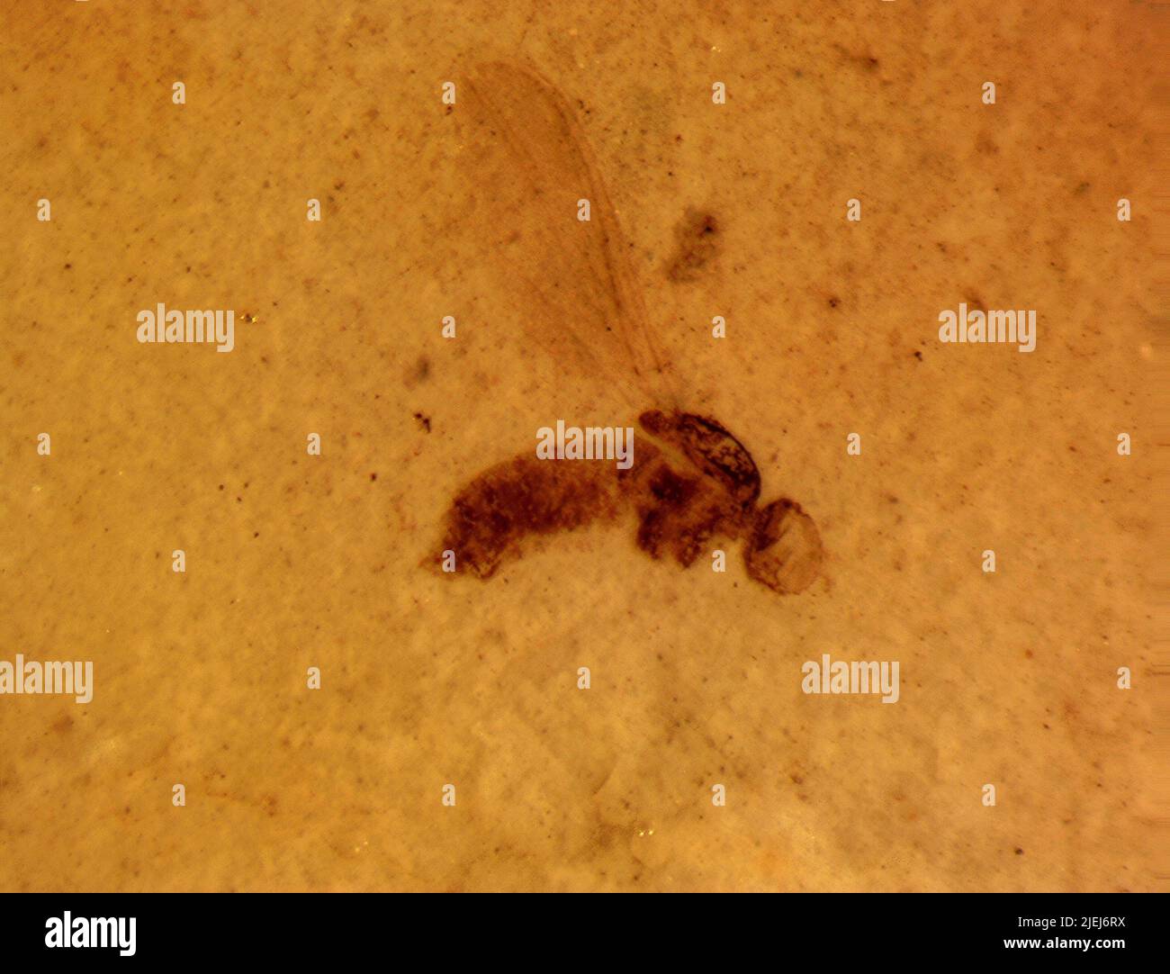Pipunculidae hi-res stock photography and images - Alamy