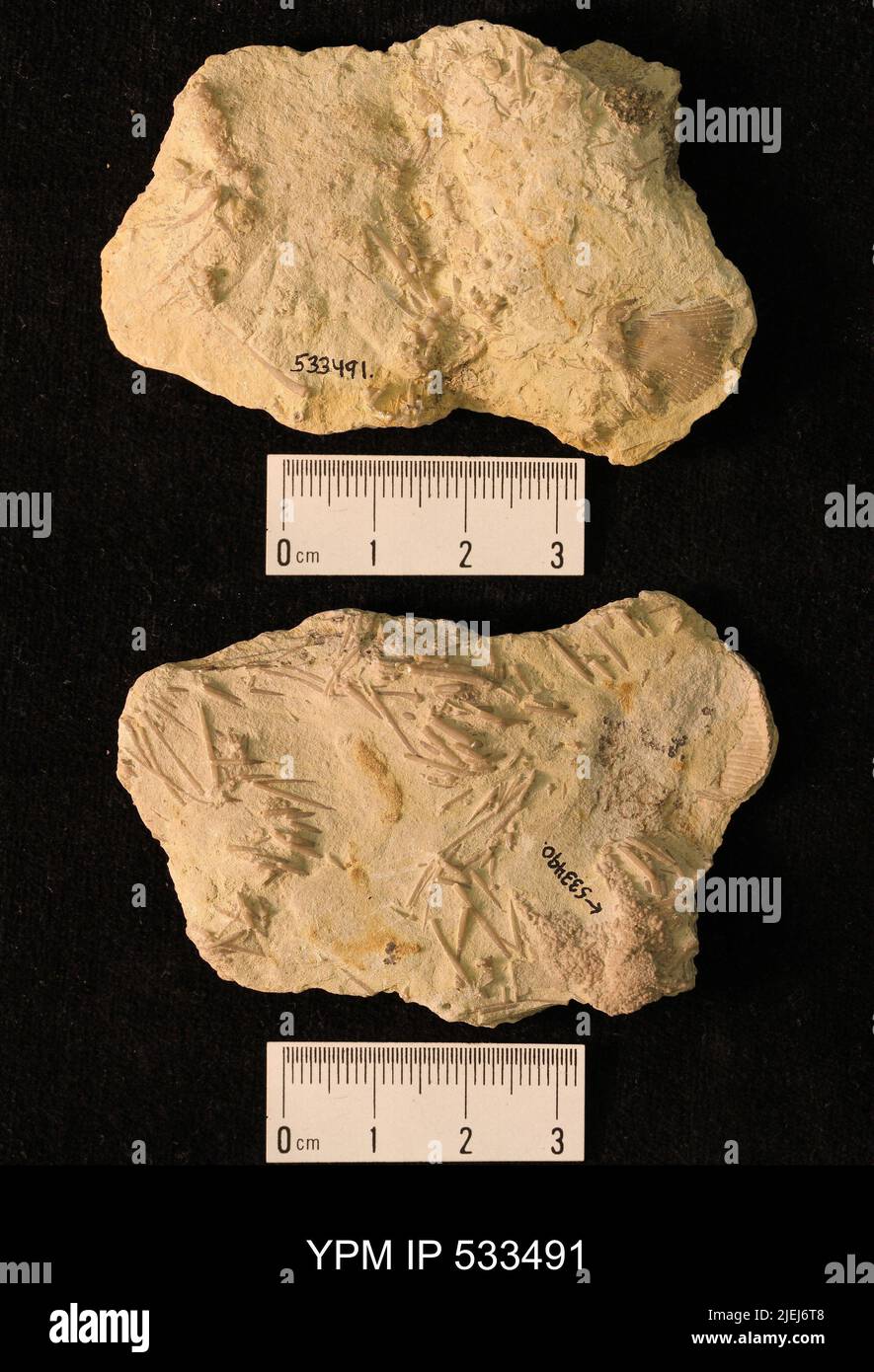 1958 animalia hi-res stock photography and images - Alamy