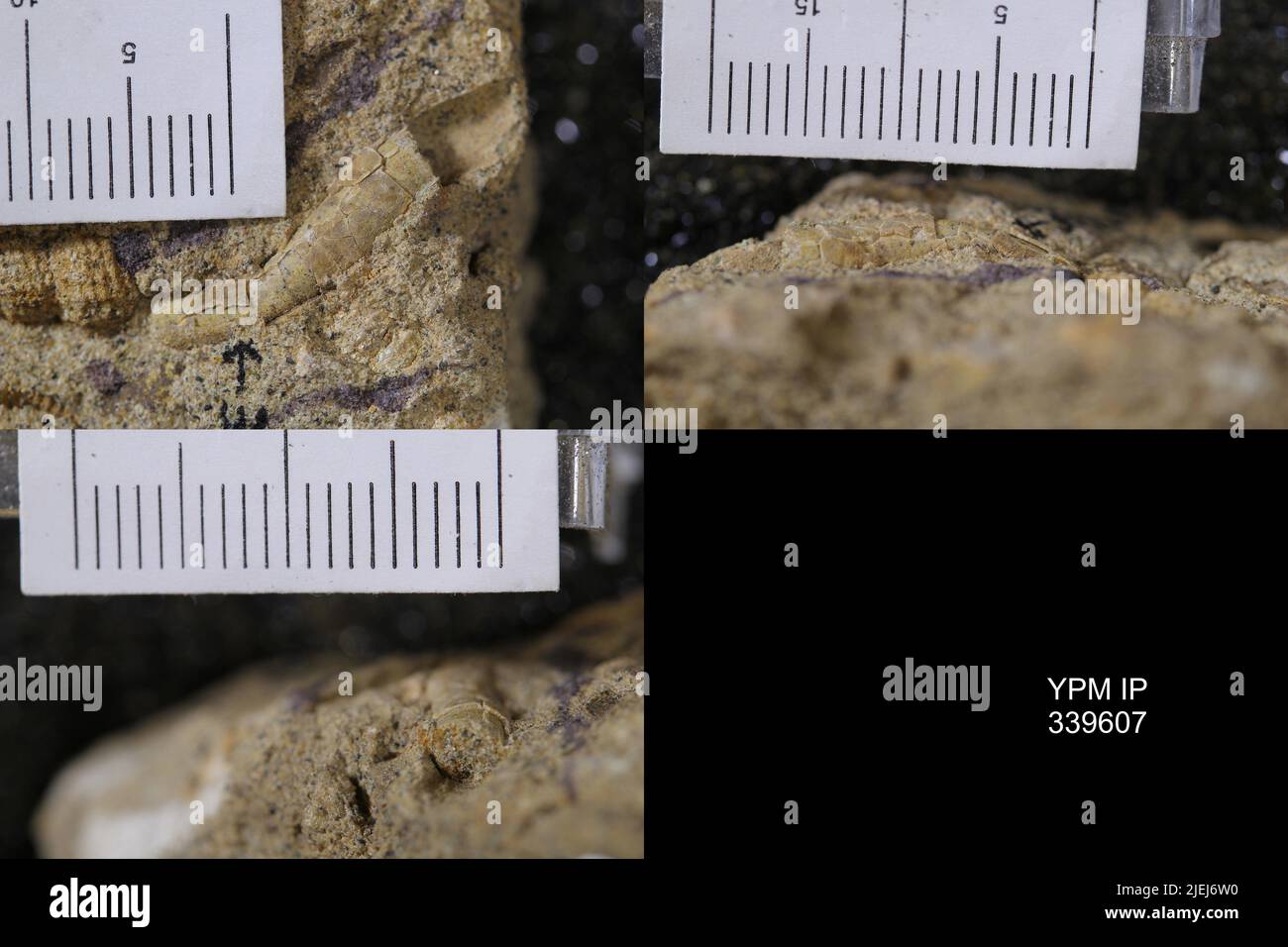 Dentalium shells hi-res stock photography and images - Alamy