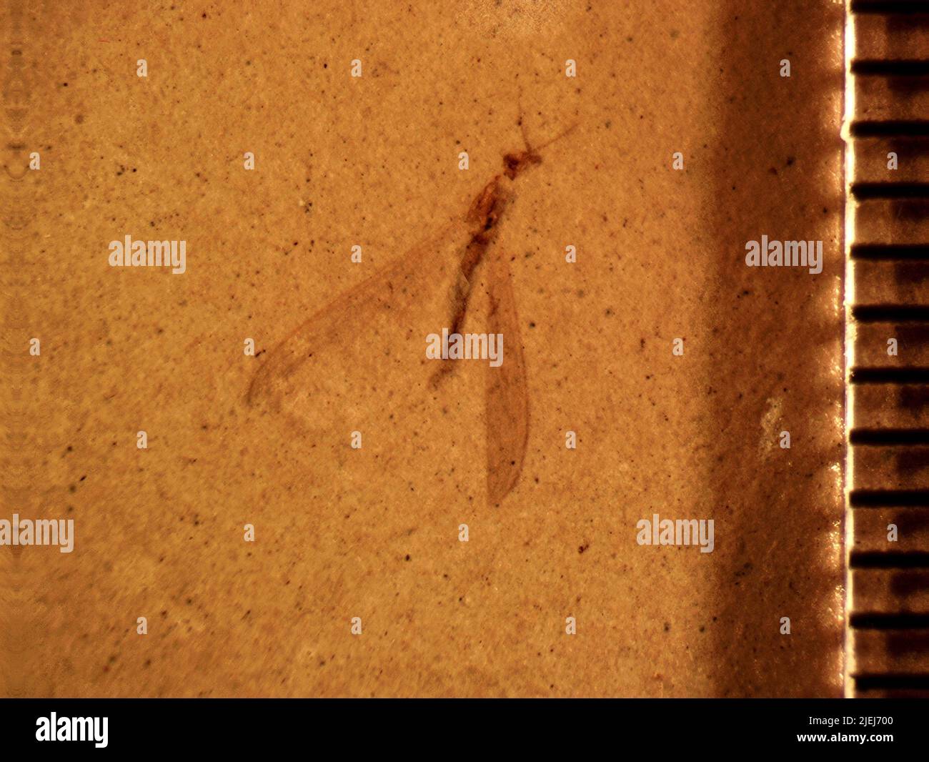 Semi aquatic insects hi-res stock photography and images - Alamy