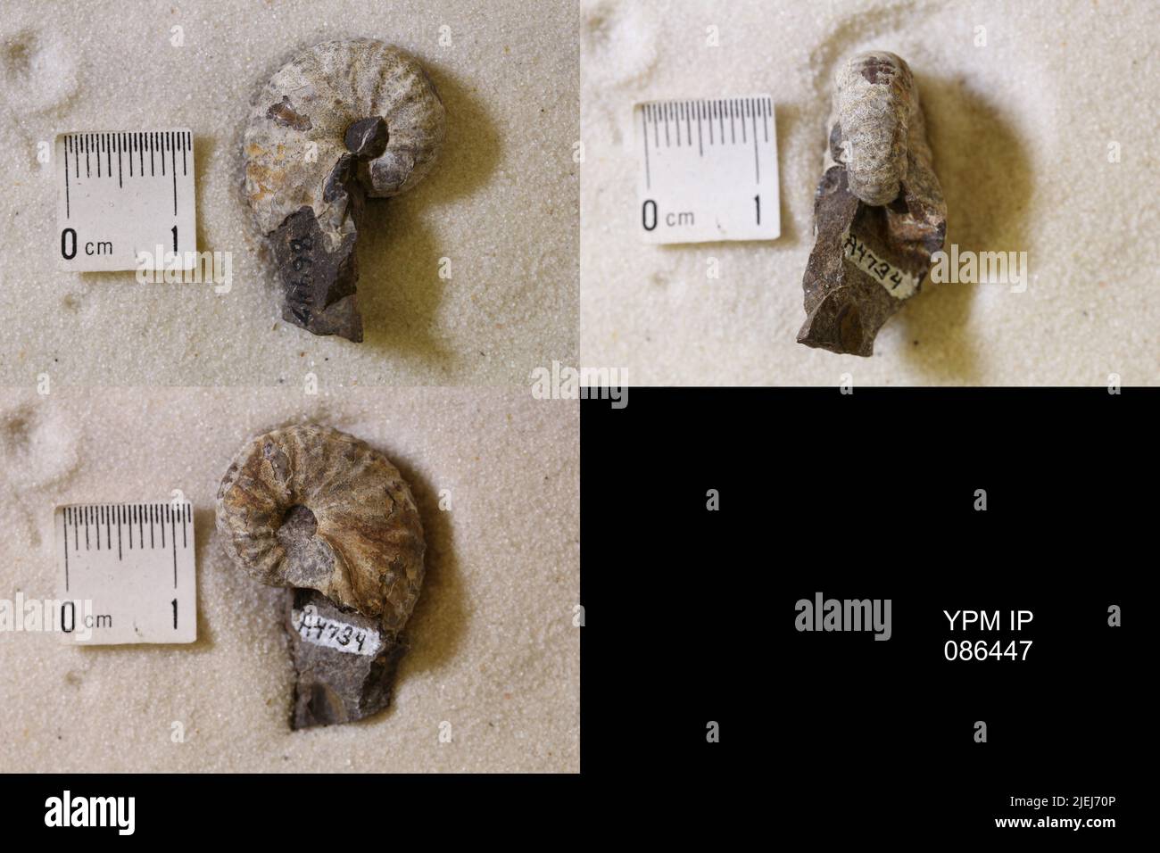 Scaphitidae hi-res stock photography and images - Alamy