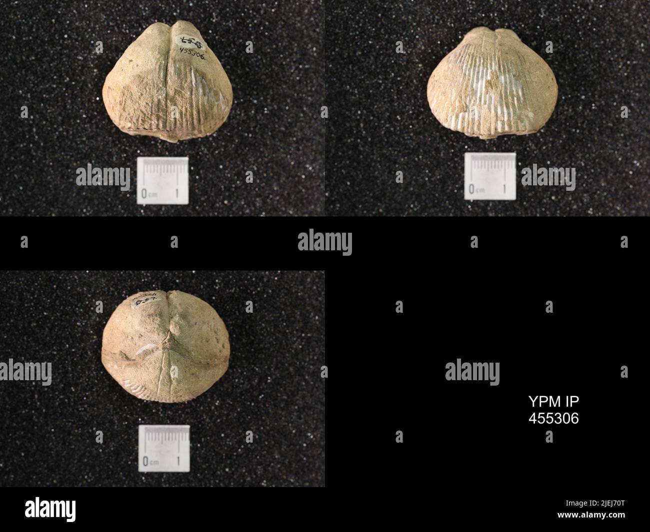 Pentamerida hi-res stock photography and images - Alamy