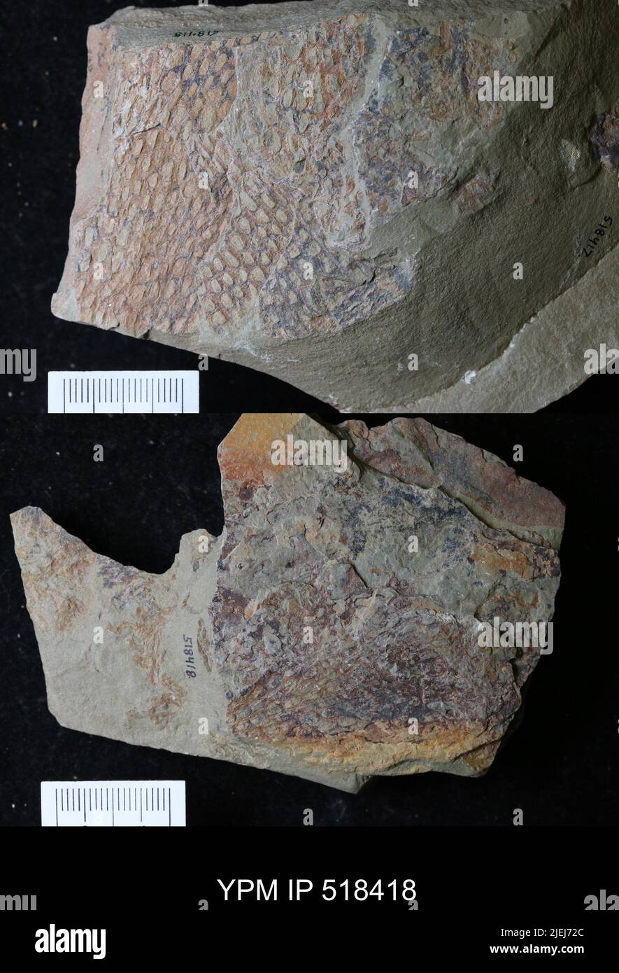 Dendroidea hi-res stock photography and images - Alamy