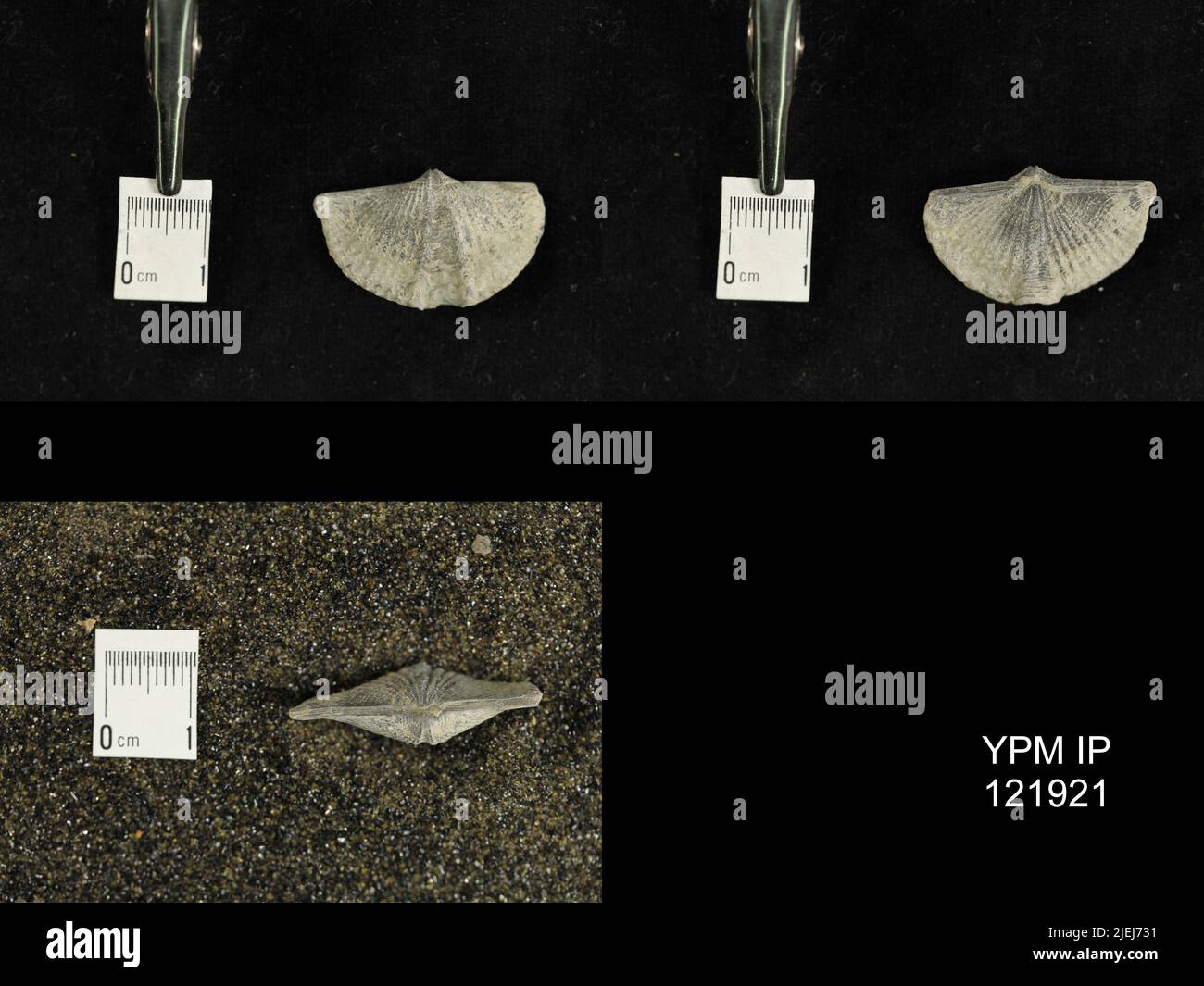 Mucrospirifer sp hi-res stock photography and images - Alamy